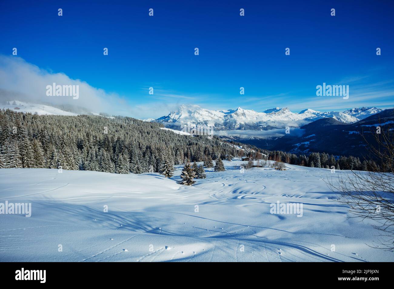 Winter alpine landscape with fir forest after snowfall, Alps Stock ...