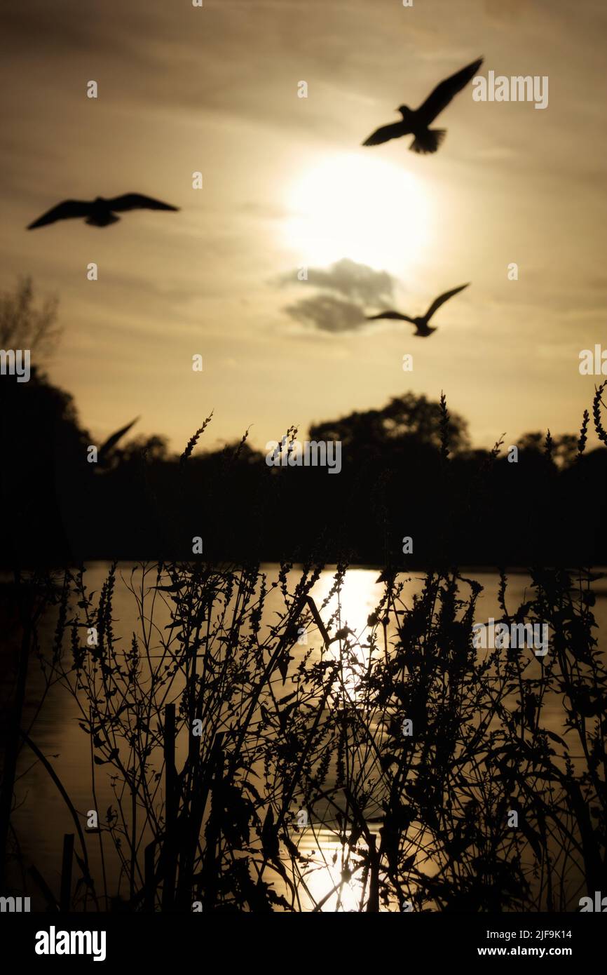 A vertical shot of silhouettes of birds flying in the sky over the lake ...