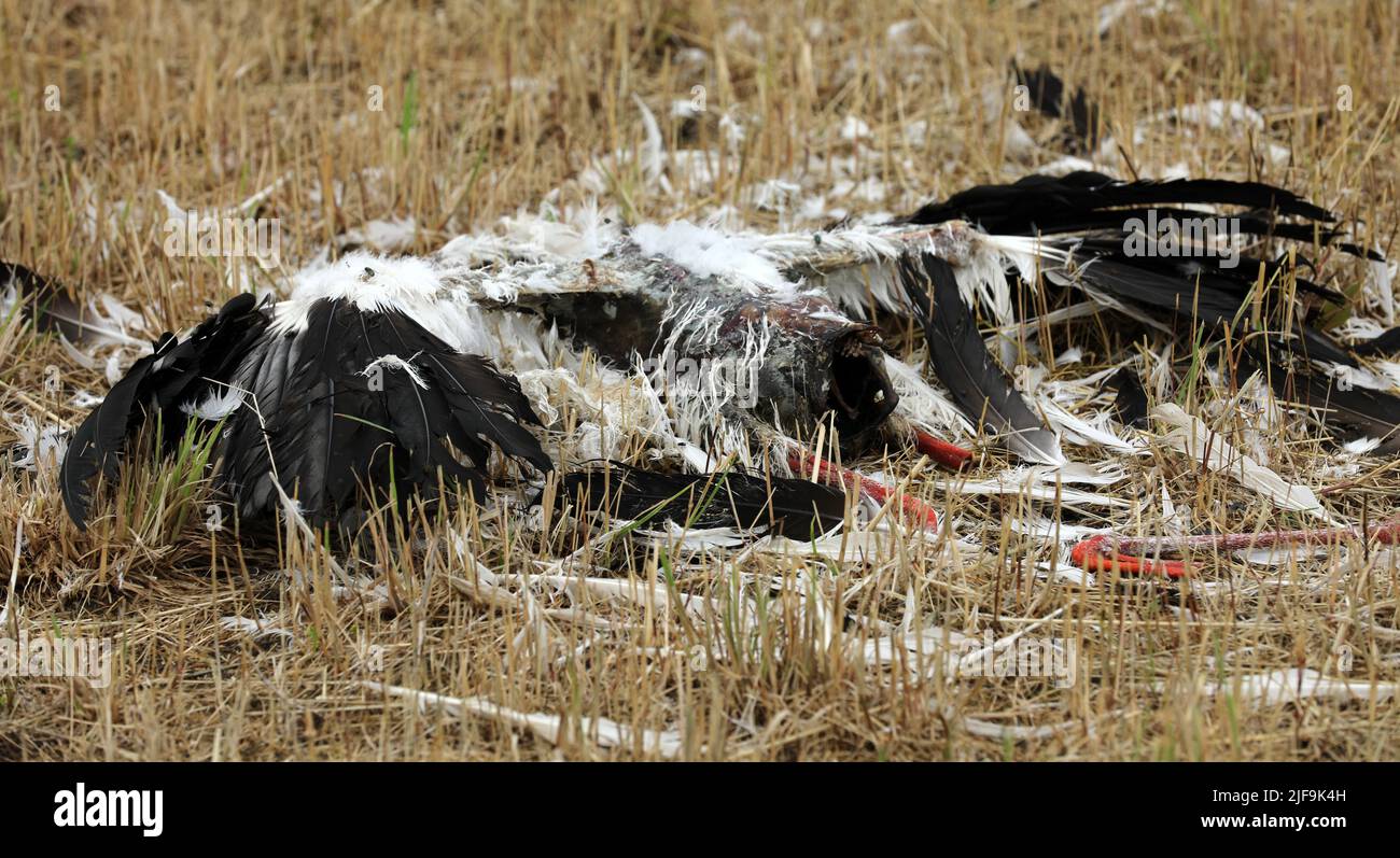 Dead stork in a field Stock Photo - Alamy