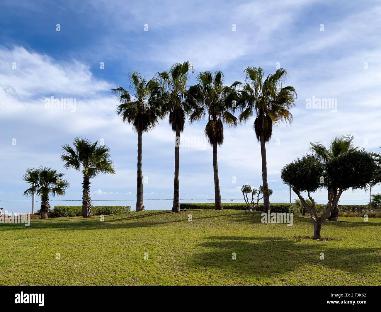 Palm trees with green meadow by the seaside Stock Photo - Alamy