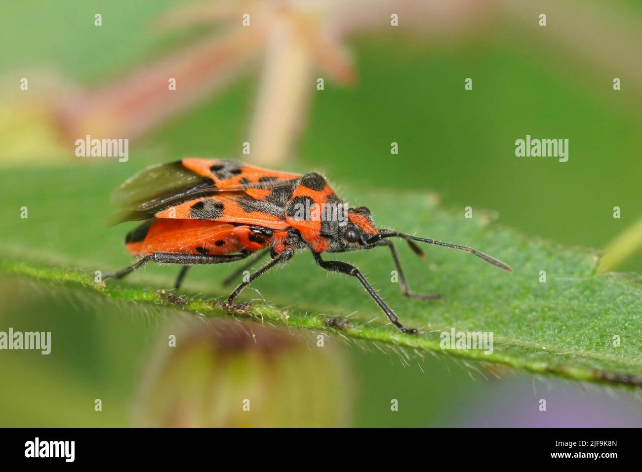 Cinnamon bug hi-res stock photography and images - Alamy