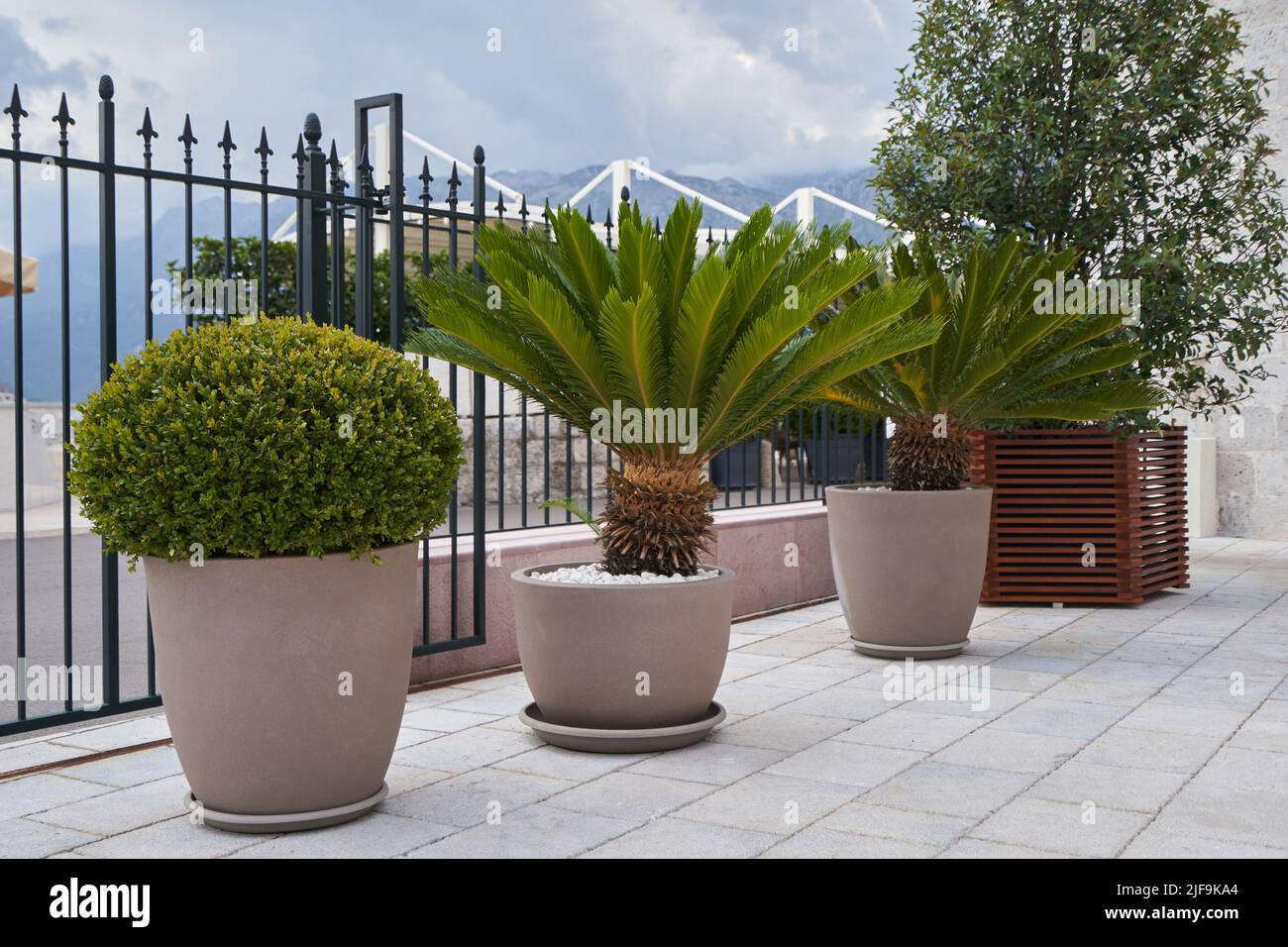 Plants with large hi-res stock photography and images - Alamy