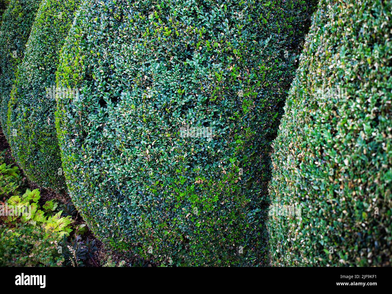 Clumps vegetation hi-res stock photography and images - Alamy