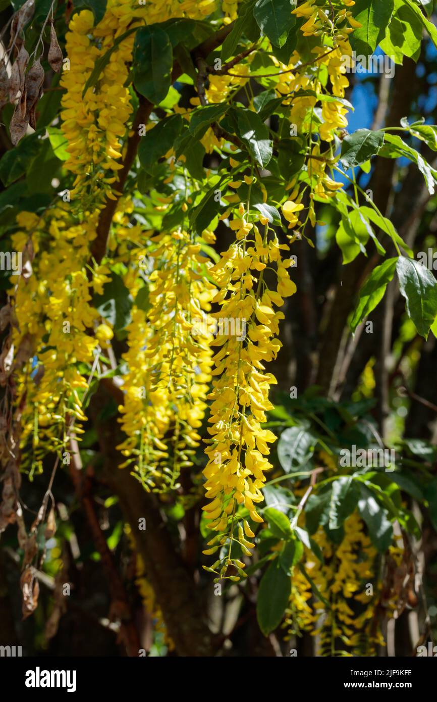 Branches of blooming yellow acacia tree macro Stock Photo - Alamy