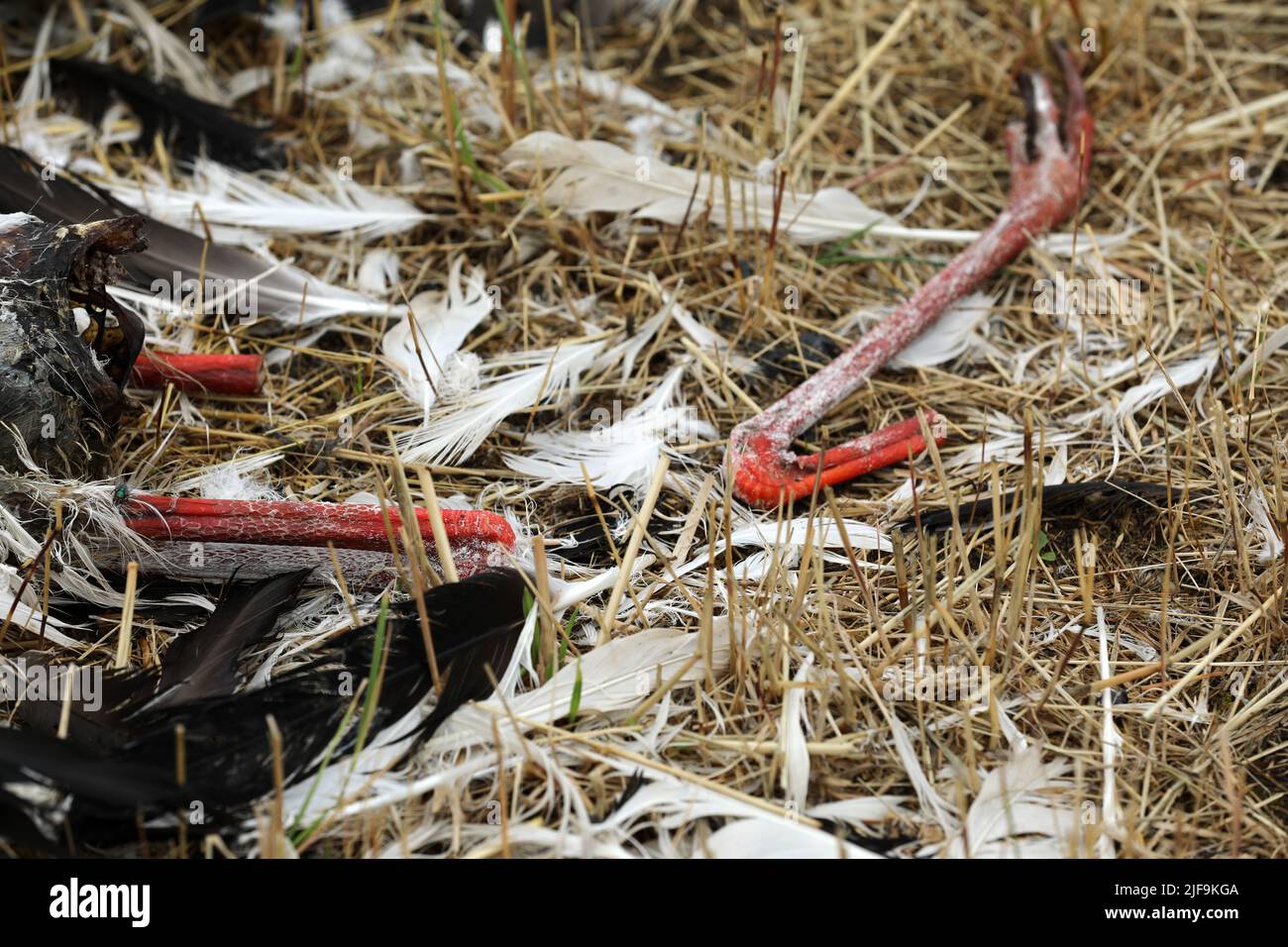 Blood stork beak hi-res stock photography and images - Alamy