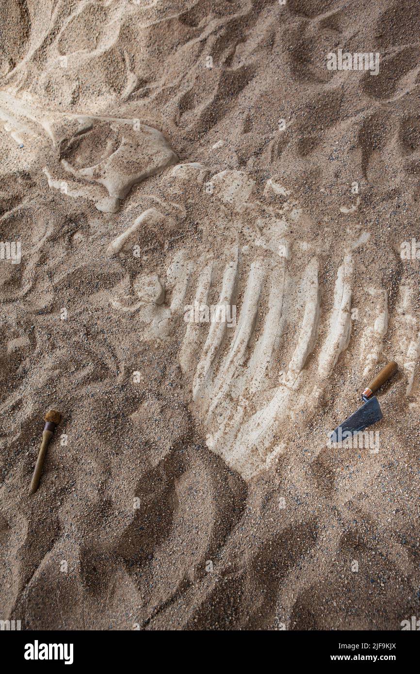 Prehistoric skeleton under the sand Stock Photo - Alamy