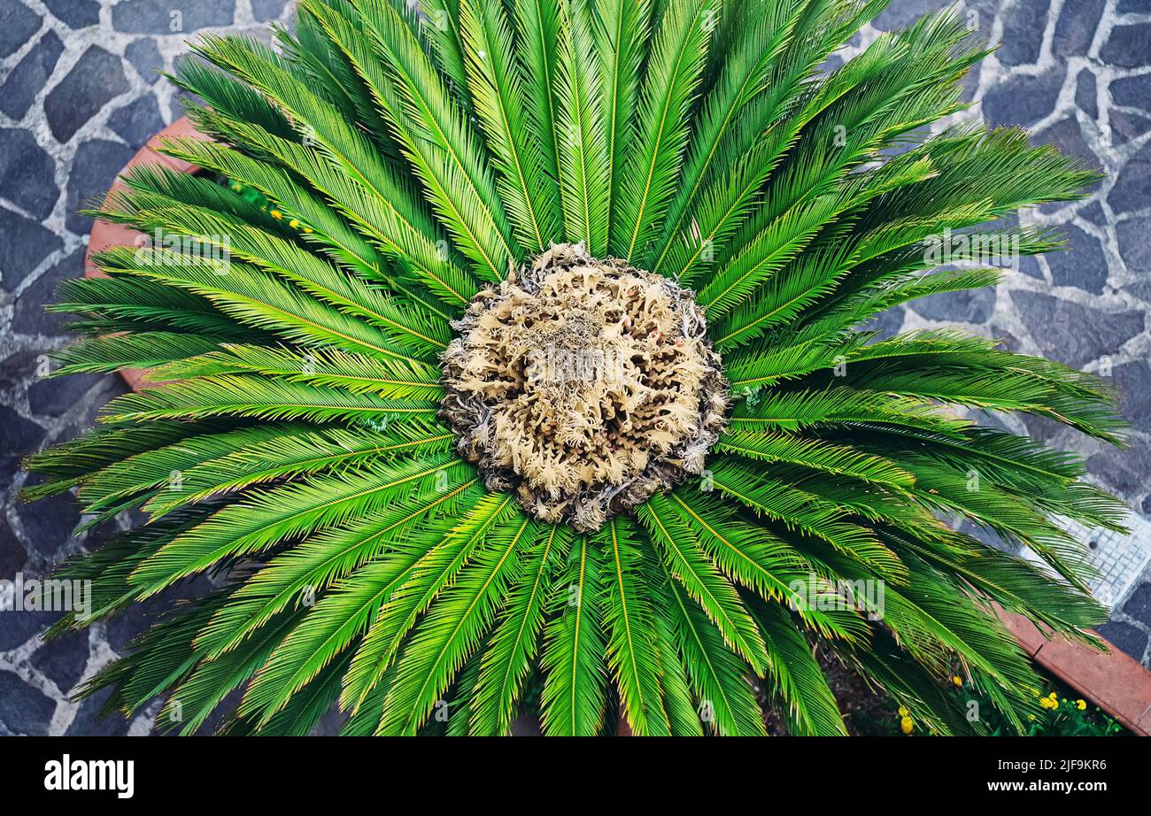 View of the palm tree from above Stock Photo - Alamy