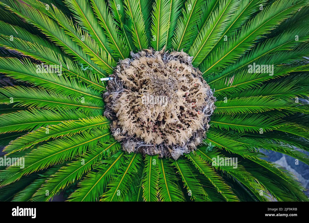 View of the palm tree from above Stock Photo - Alamy