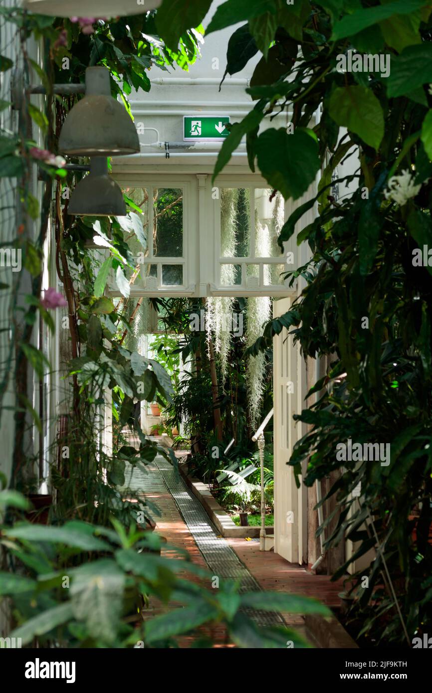 Tropical botanical garden greenhouse inside Stock Photo - Alamy
