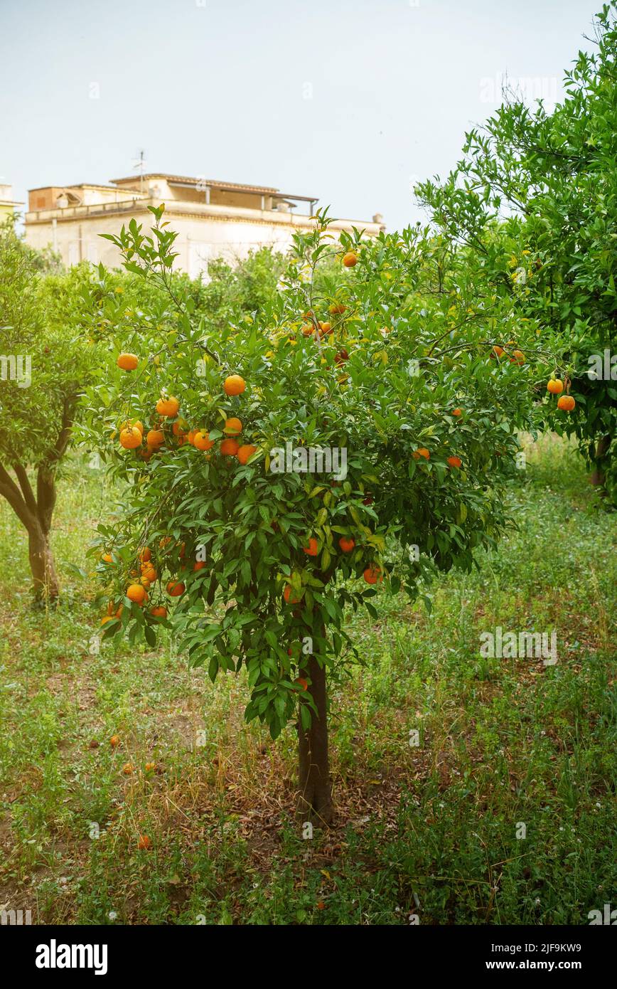 Orange tree with ripe fruits in the garden Stock Photo - Alamy