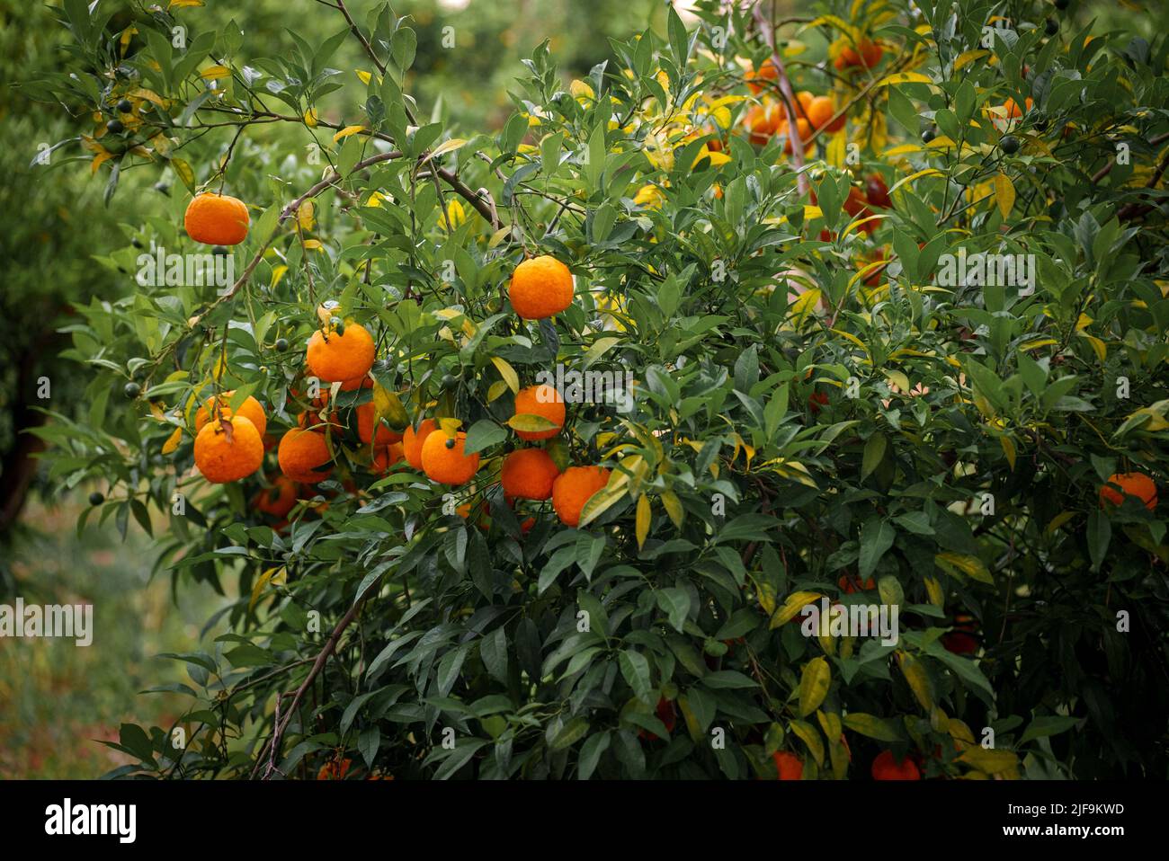 Orange tree with ripe fruits in the garden Stock Photo - Alamy