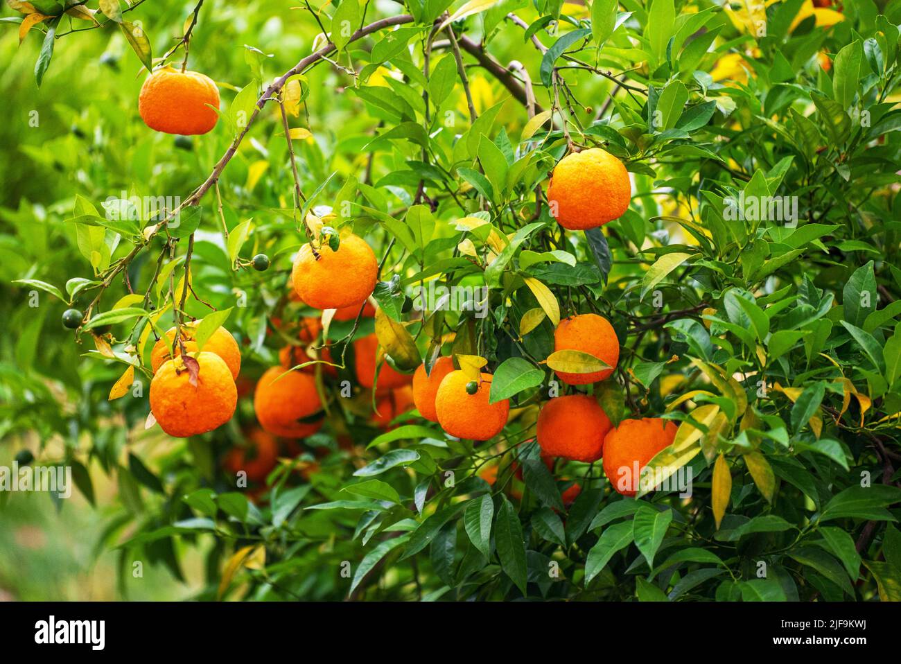 Orange tree with ripe fruits in the garden Stock Photo - Alamy