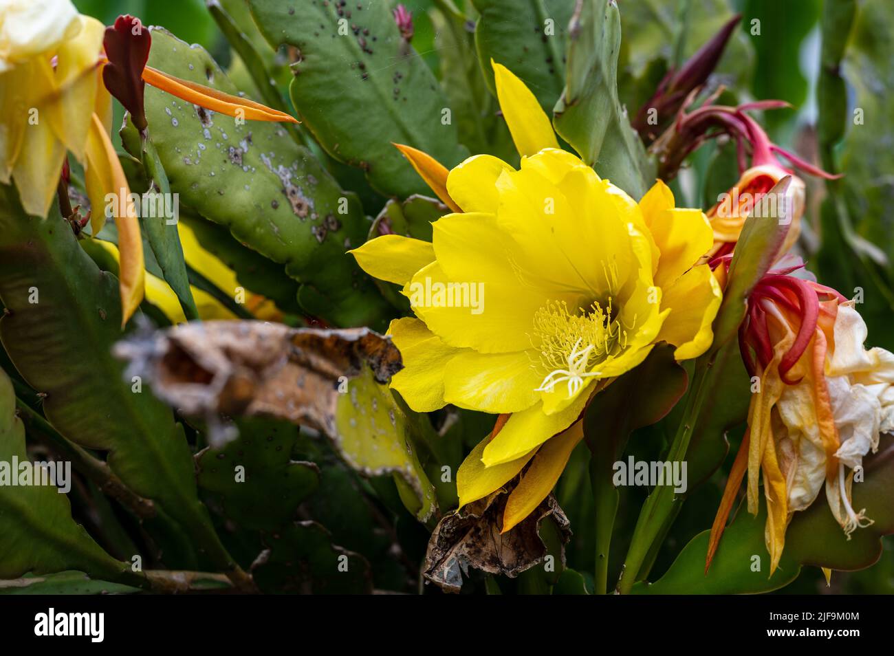 Cactus isolate hi-res stock photography and images - Alamy