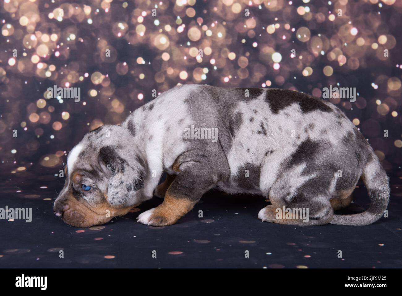 Louisiana Catahoula Leopard Dog puppy portrait on holiday background ...