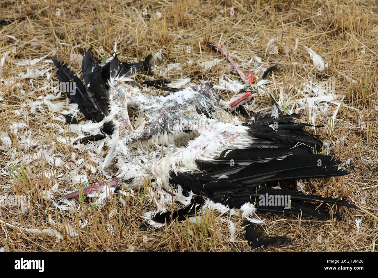 Blood stork beak hi-res stock photography and images - Alamy