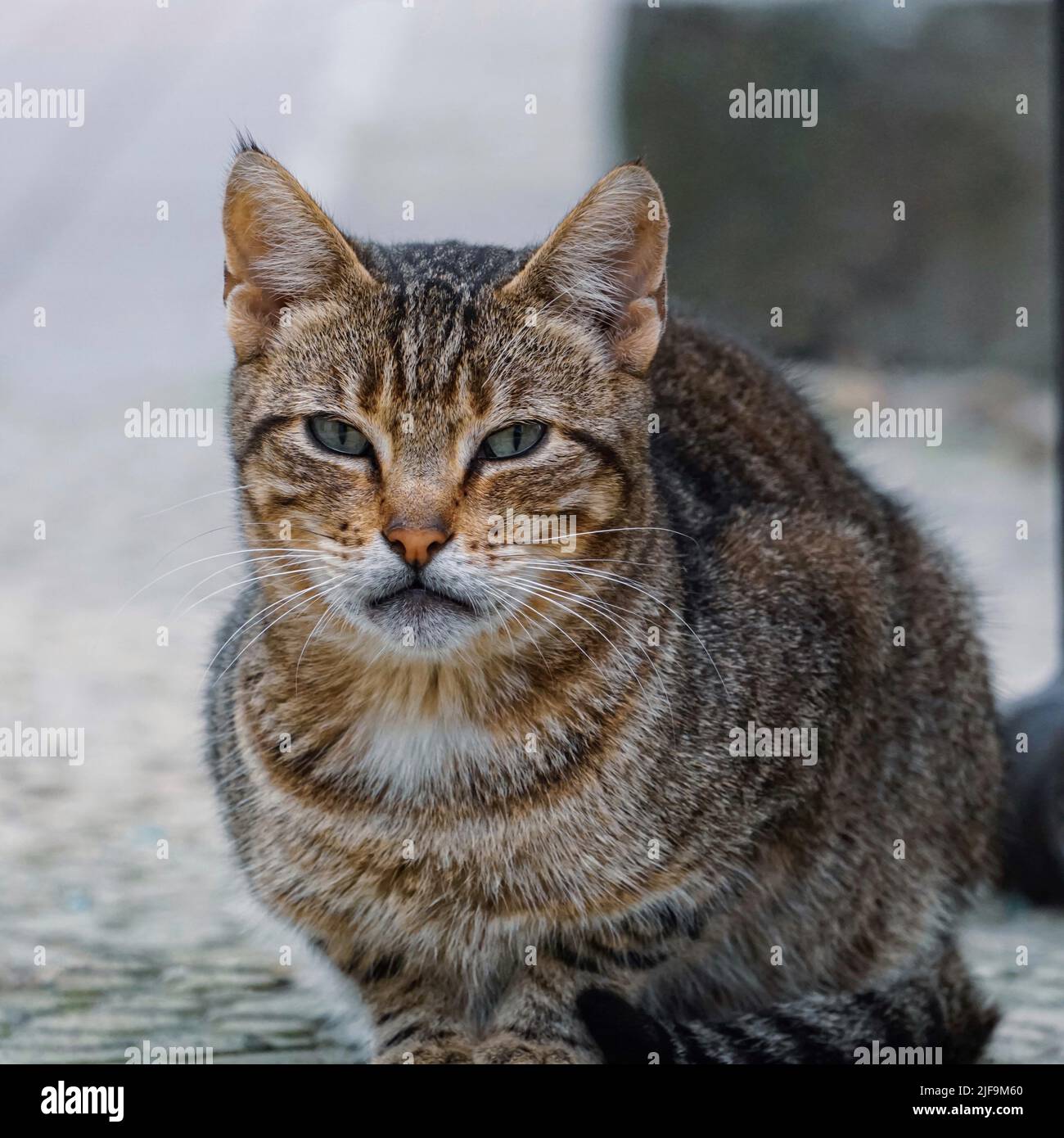 stray gray cat portrait, animal themes Stock Photo - Alamy