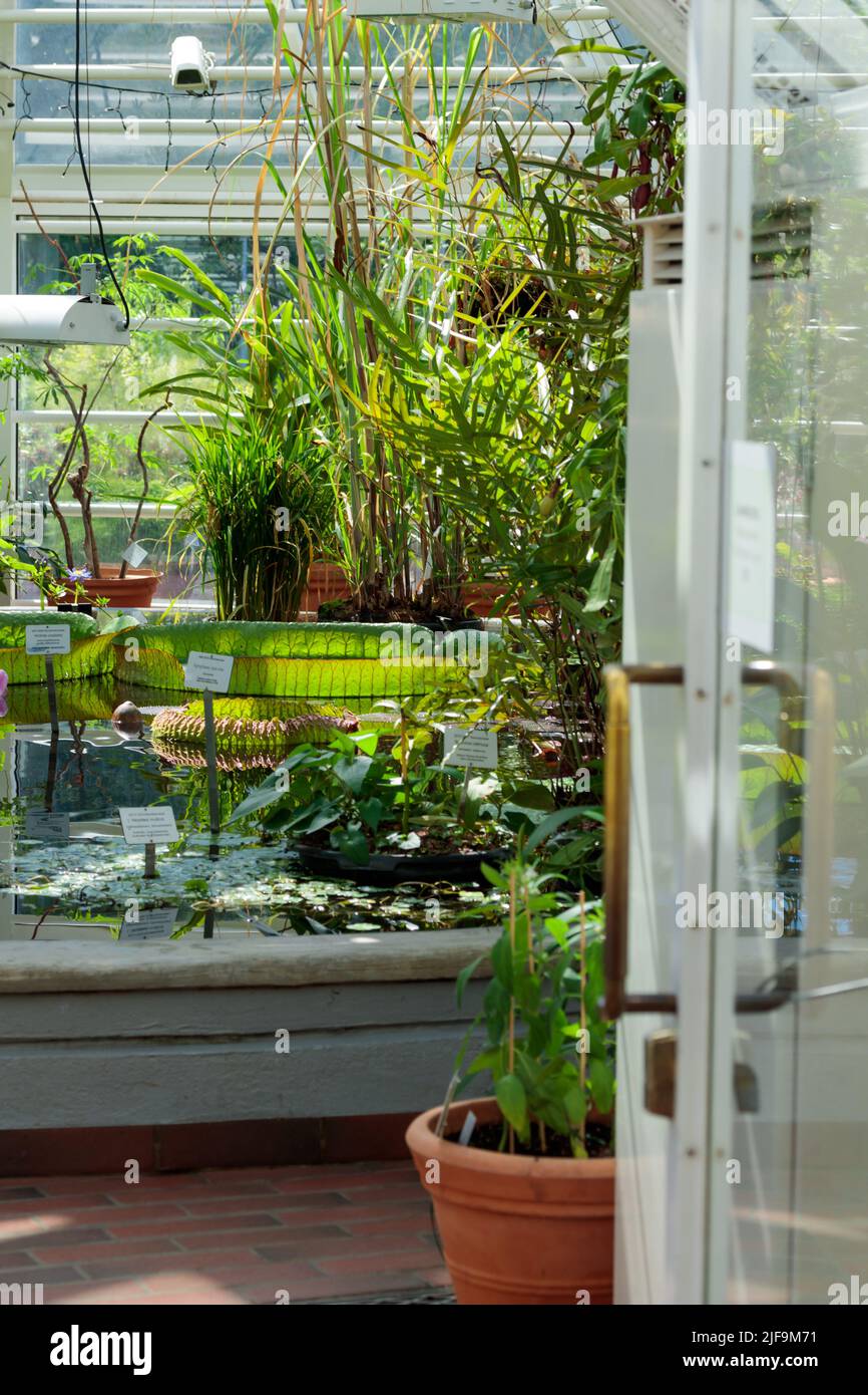 Tropical botanical garden greenhouse inside Stock Photo - Alamy