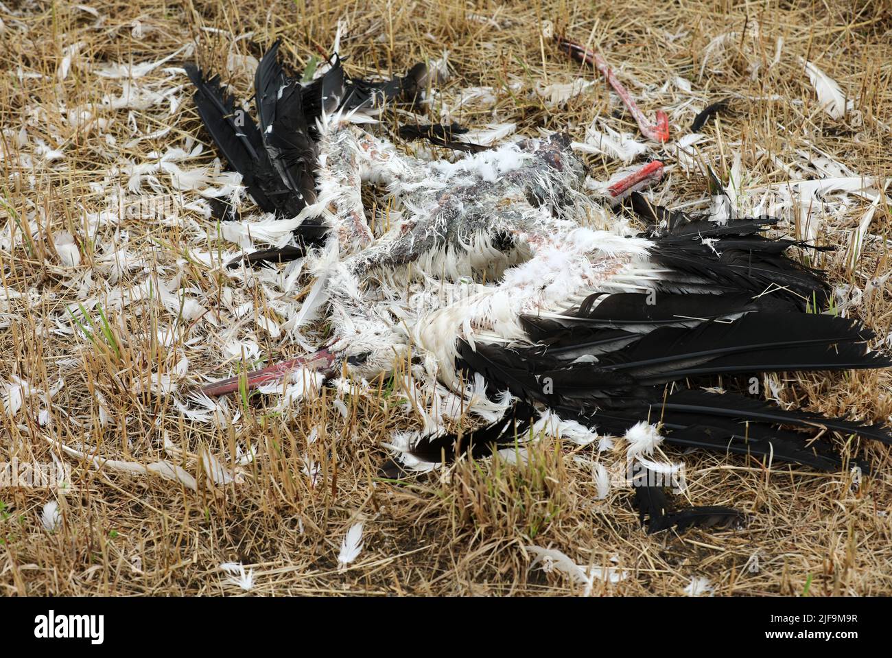 Blood stork beak hi-res stock photography and images - Alamy
