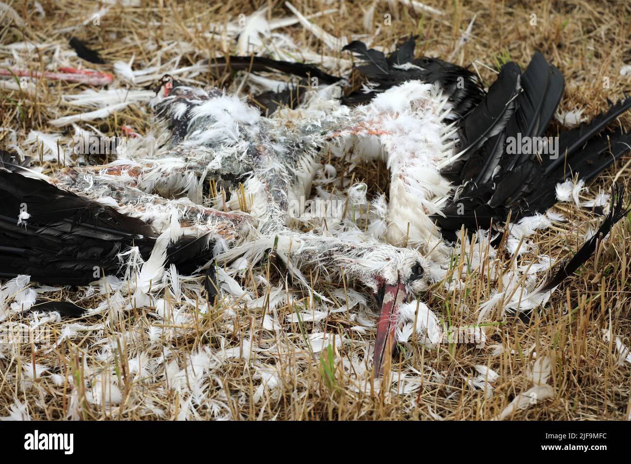 Dead stork in a field Stock Photo - Alamy
