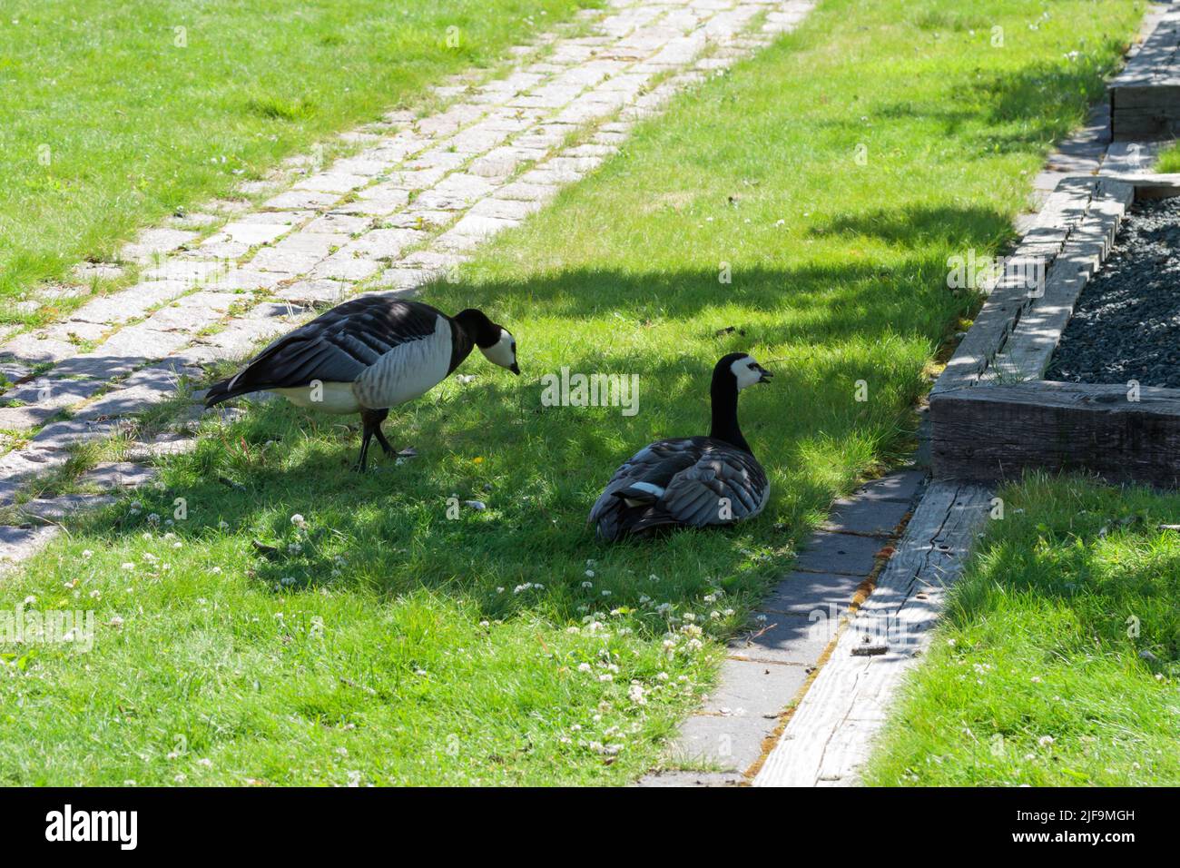 Pair of Canadian Geese (Branta canadensis) on the grass, a large male ...