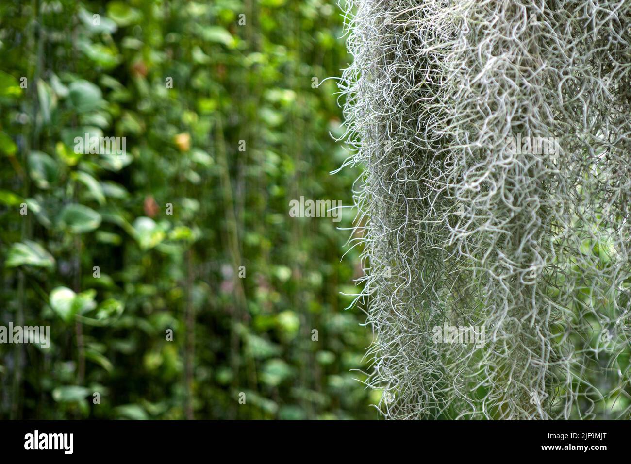Plants bushy growth hi-res stock photography and images - Alamy