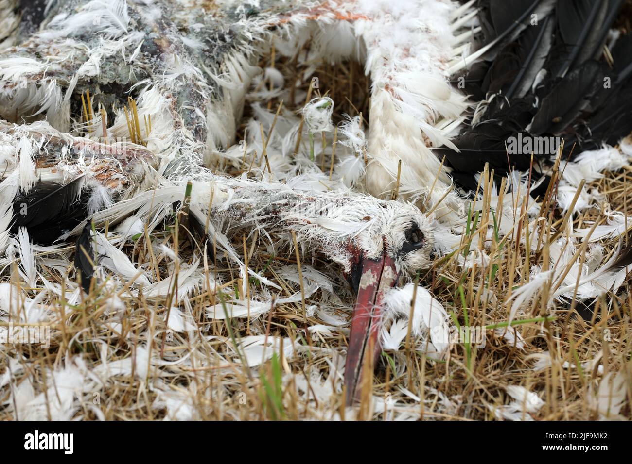 Dead stork in a field Stock Photo - Alamy