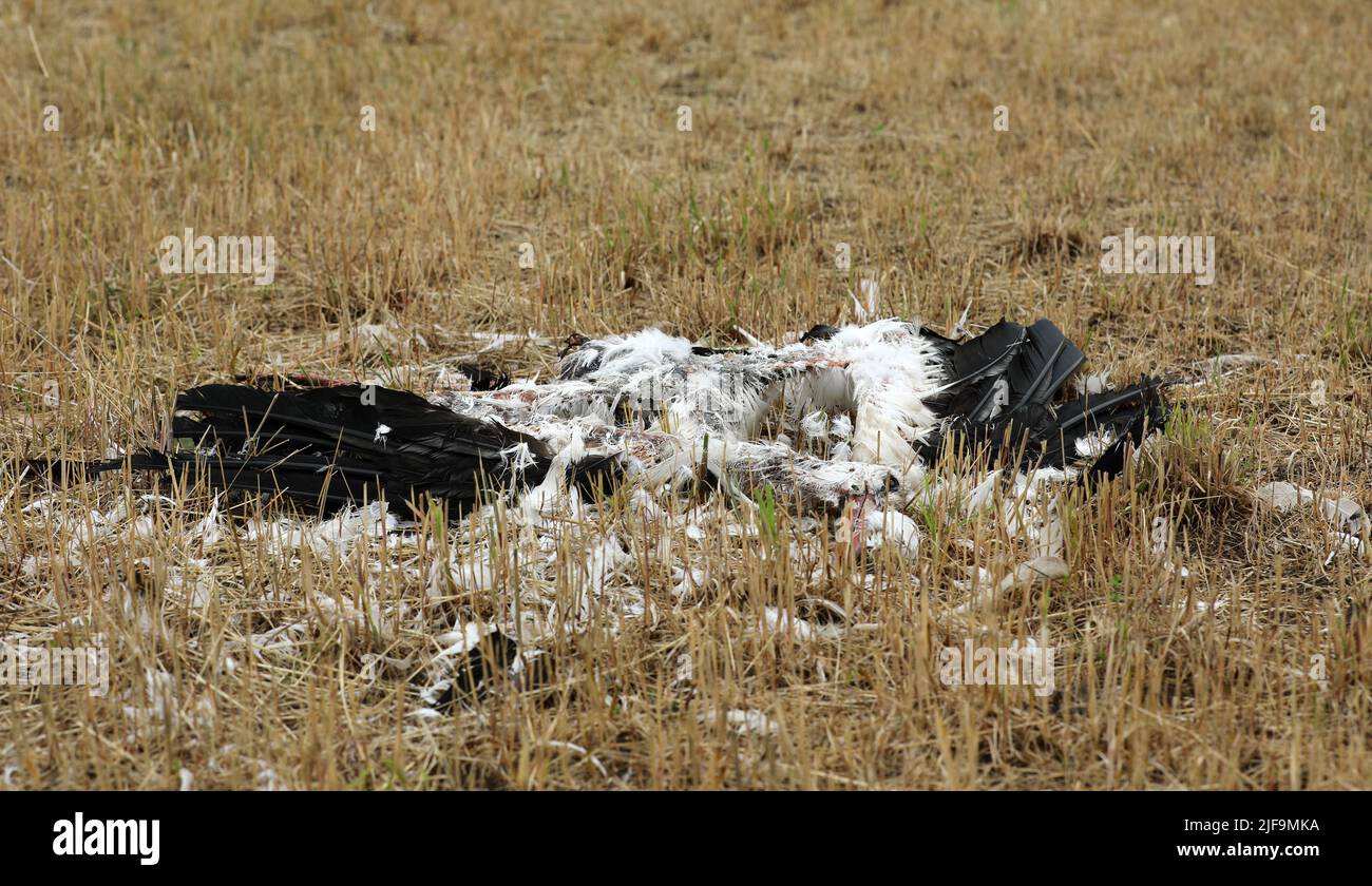 Flight of the living dead hi-res stock photography and images - Alamy