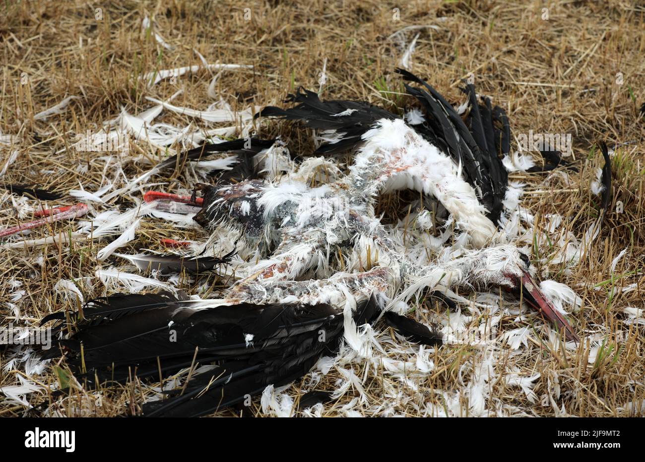 Blood stork beak hi-res stock photography and images - Alamy