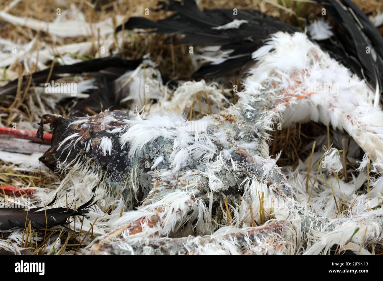 Blood stork beak hi-res stock photography and images - Alamy