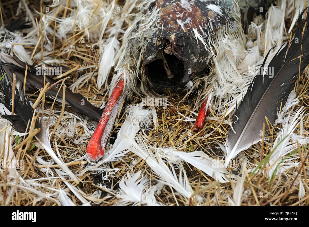 Blood stork beak hi-res stock photography and images - Alamy