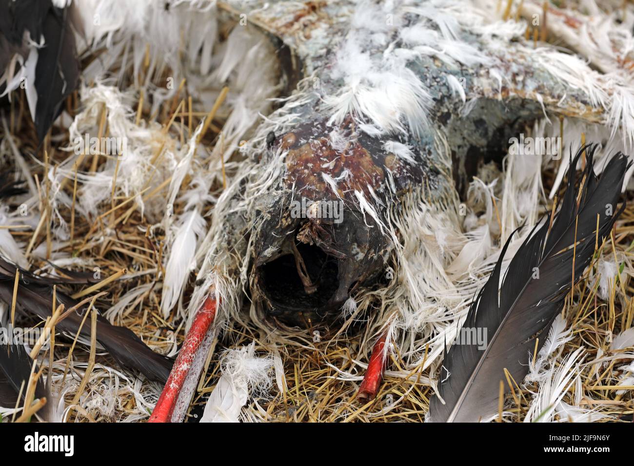 Blood stork beak hi-res stock photography and images - Alamy