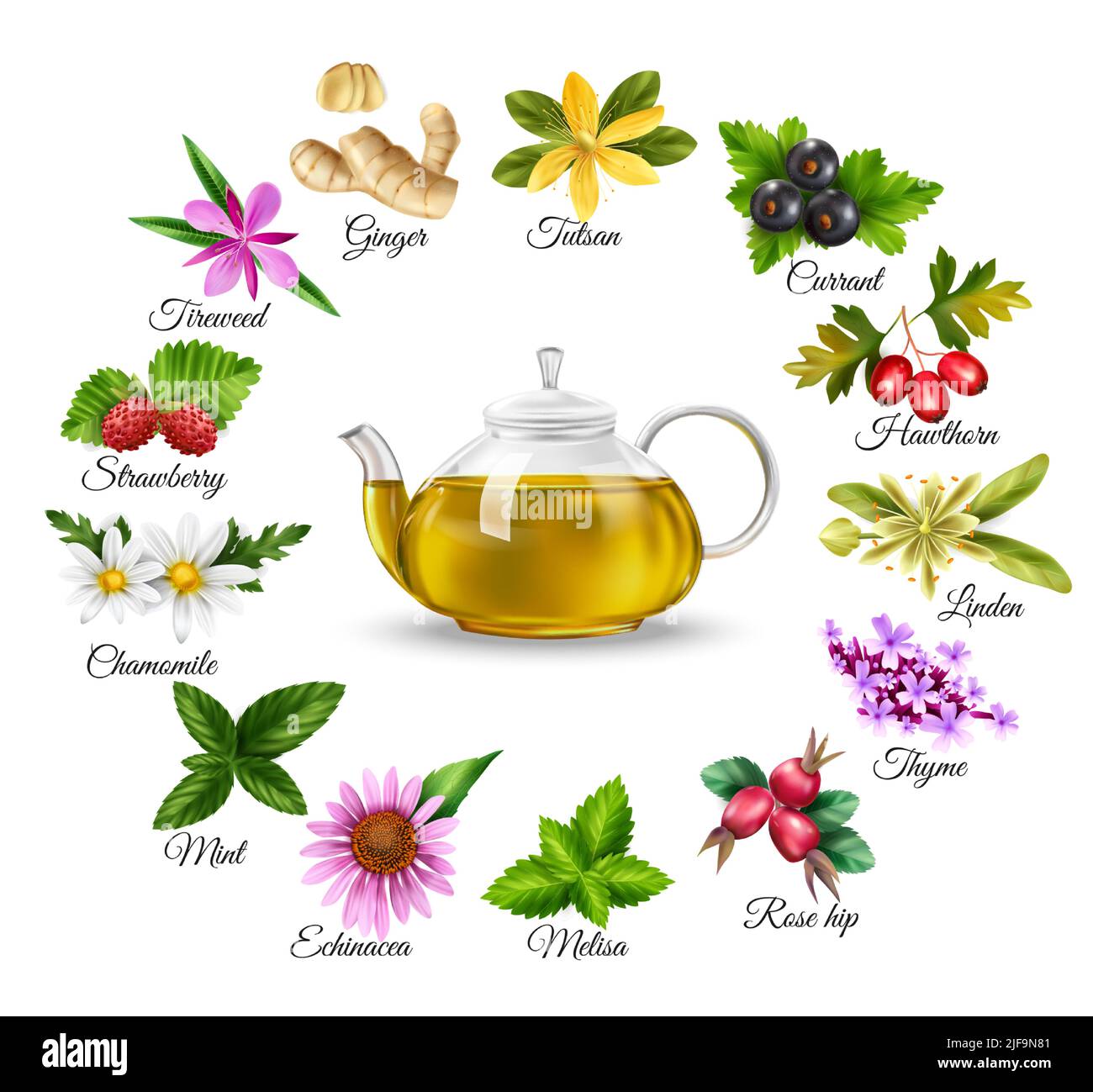 Herbal green tea set with berries realistic isolated vector ...