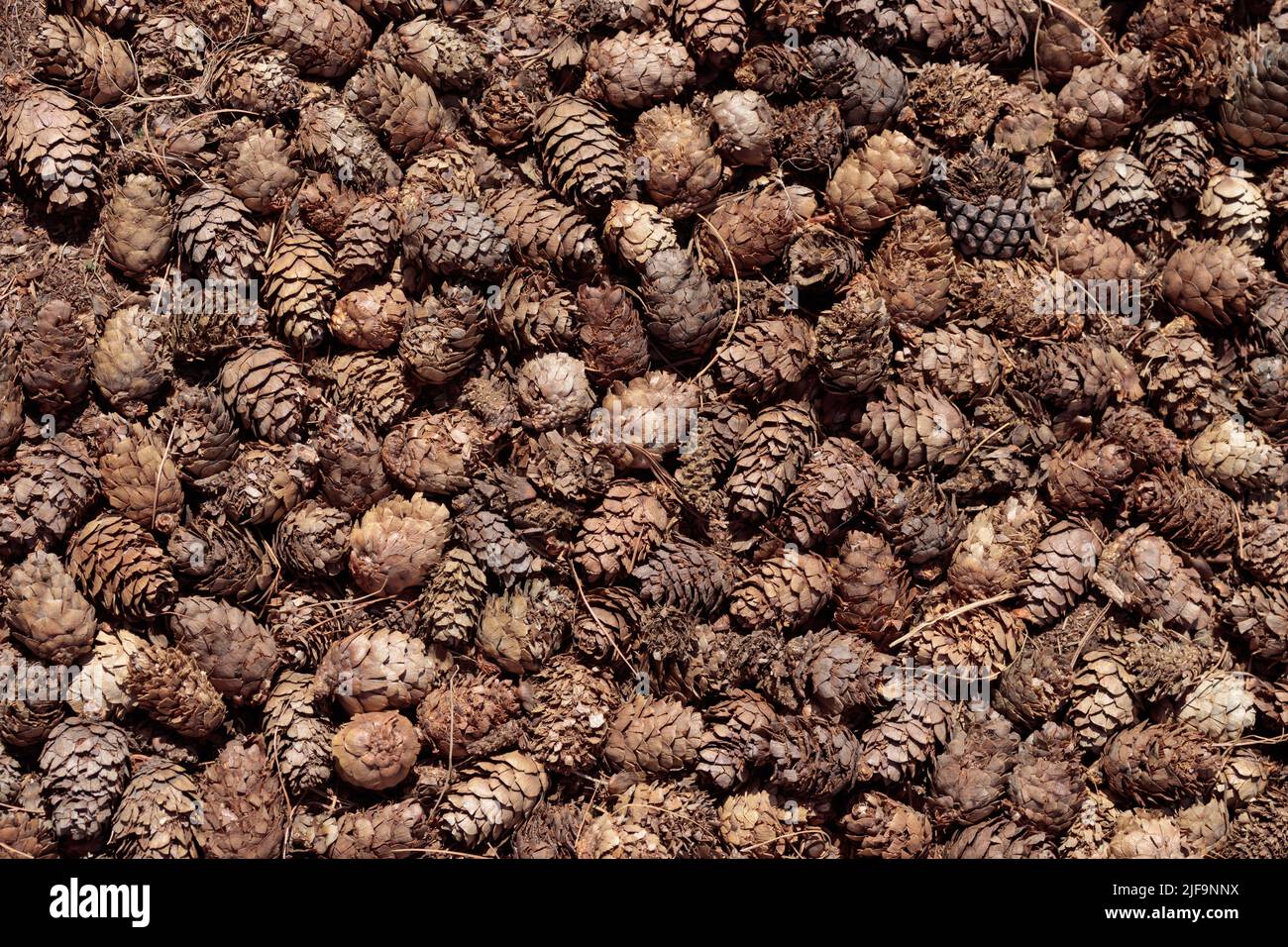Dried pine cones background texture pattern Stock Photo - Alamy