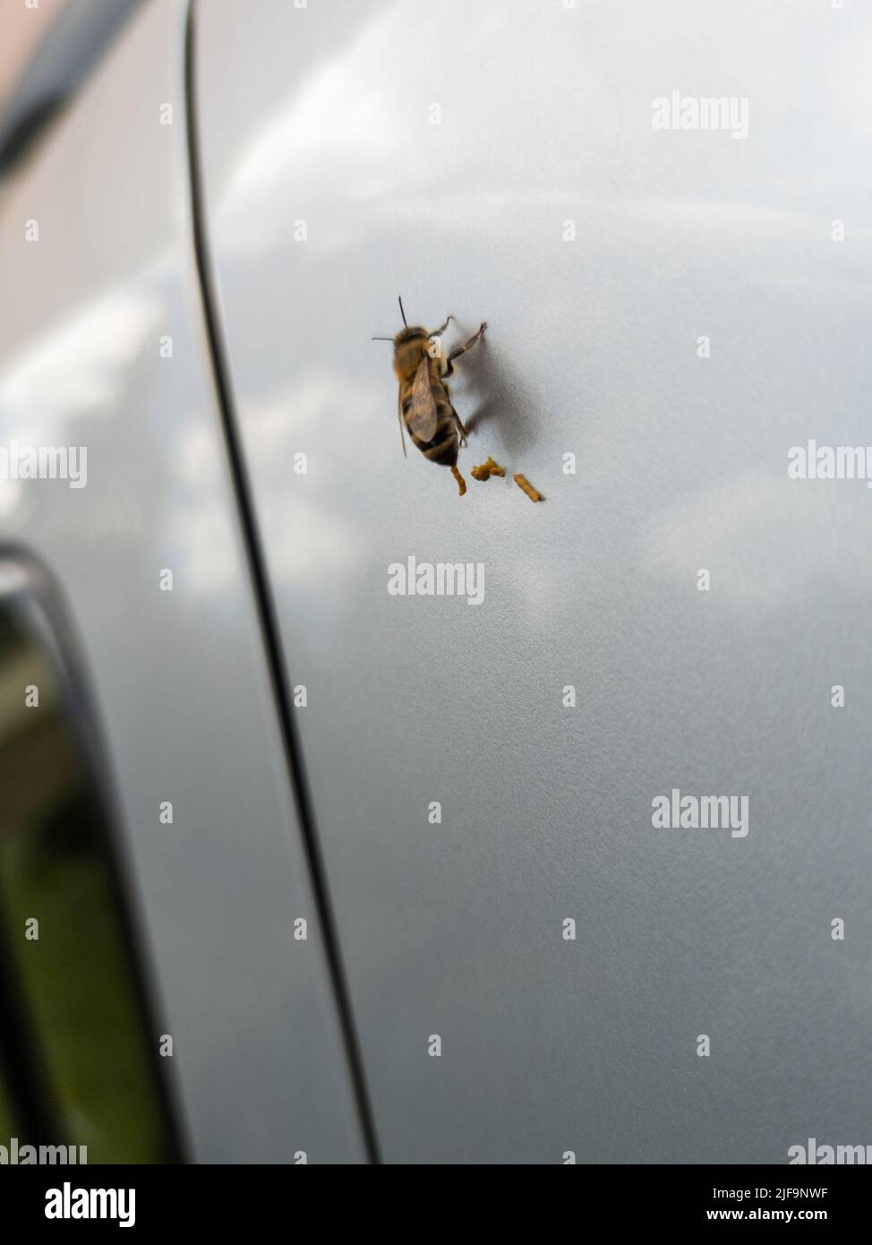 live honey bee pooping on silver car at day light, close-up with ...