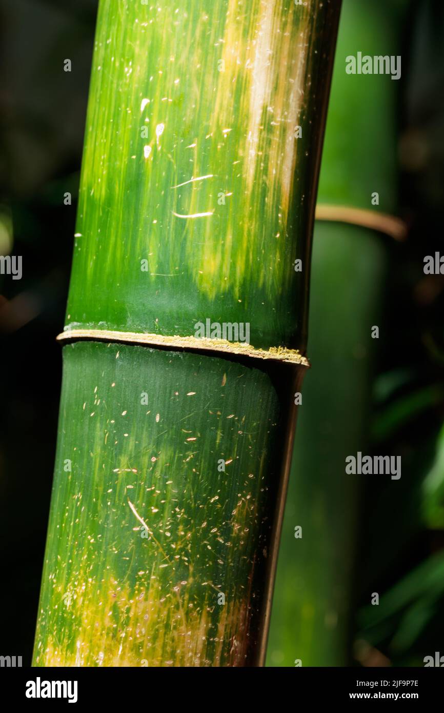 Green bamboo tree and leaves - nature forest Stock Photo - Alamy