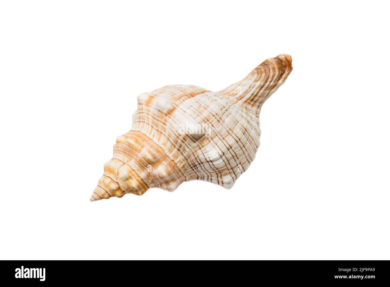 Sea shell isolated on white background. Close up seashell top view ...