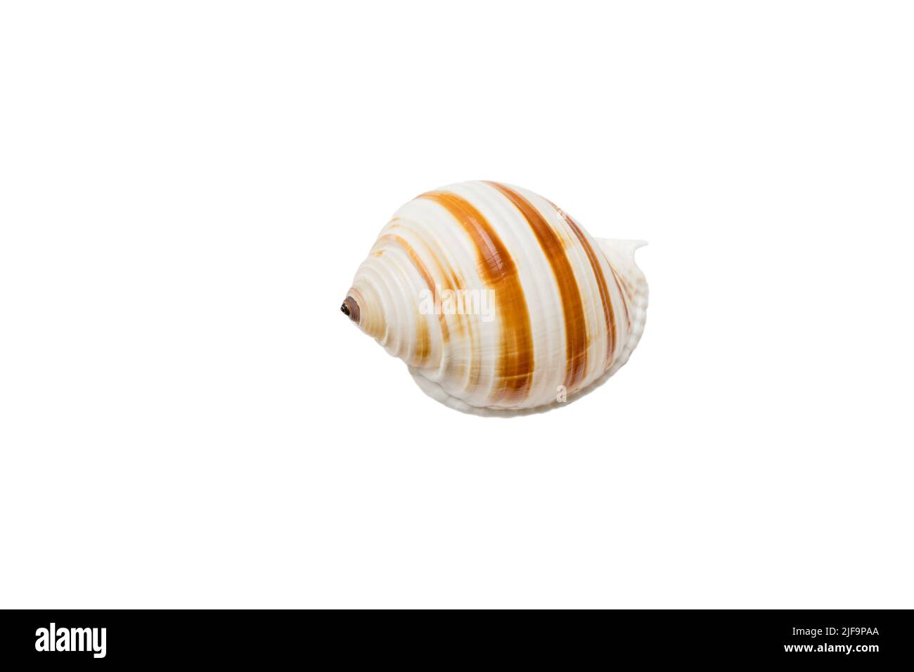 Sea shell isolated on white background. Close up seashell top view ...