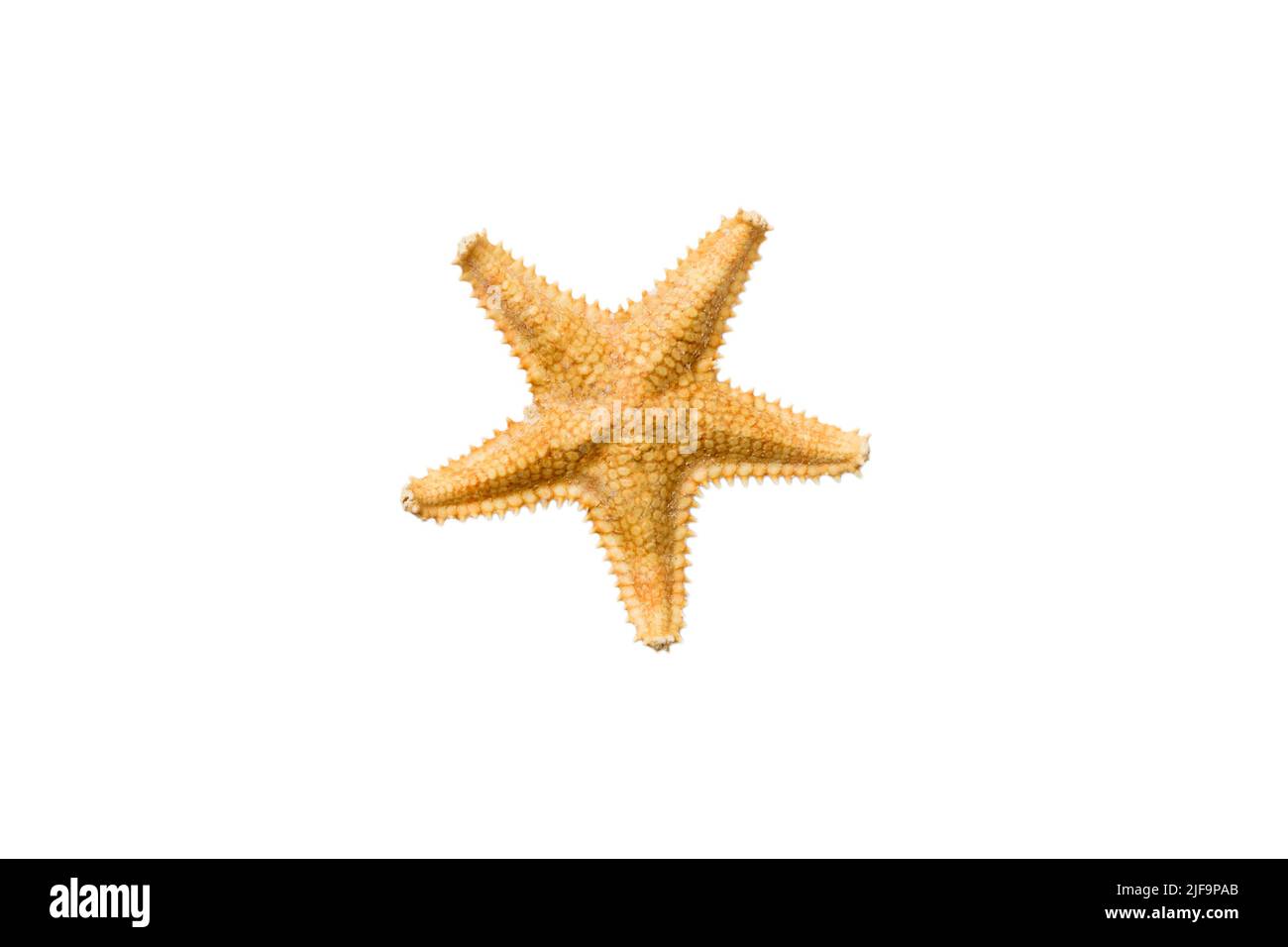 Caribbean shell detail Cut Out Stock Images & Pictures - Alamy