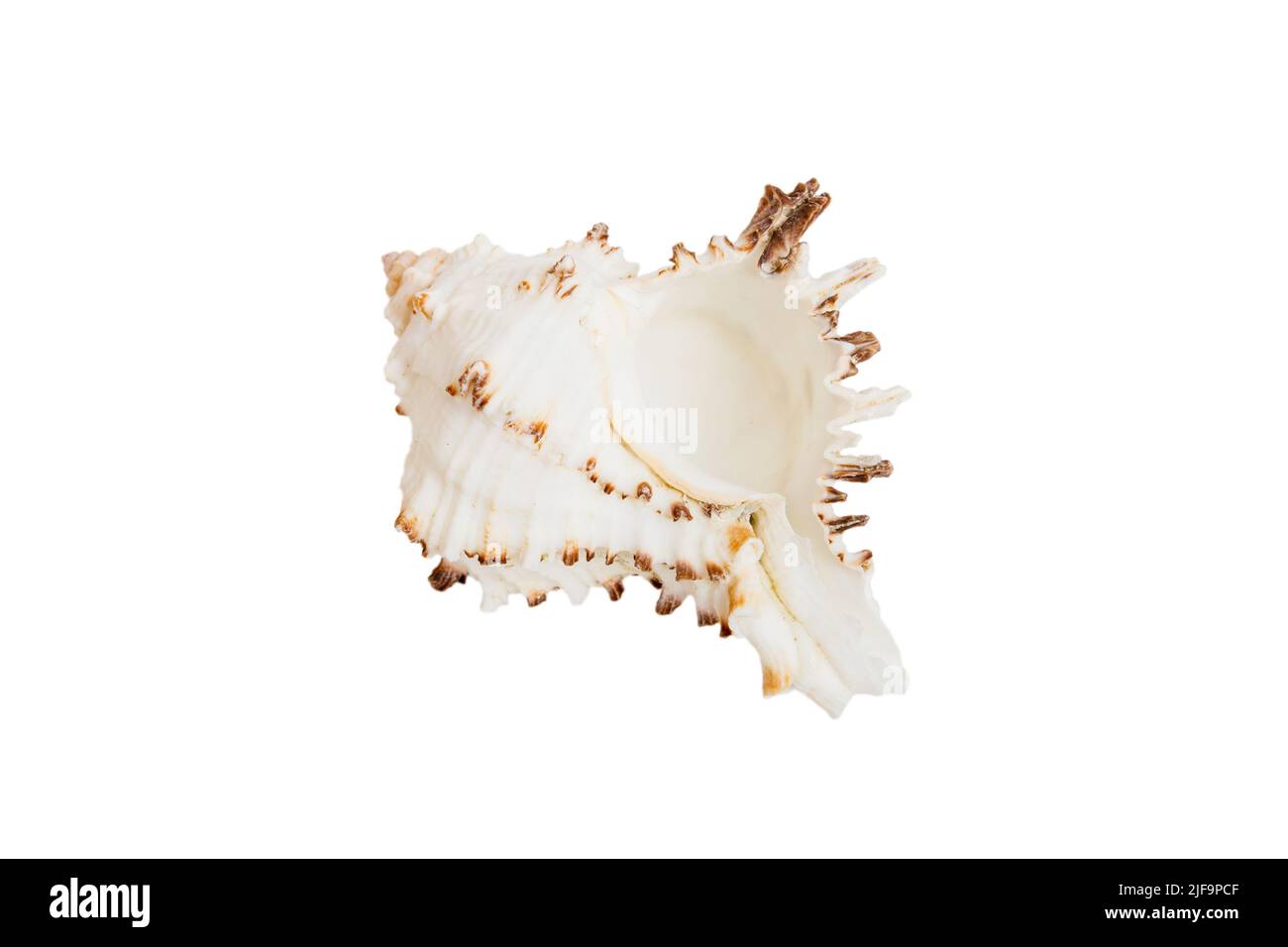 Sea shell isolated on white background. Close up seashell top view ...