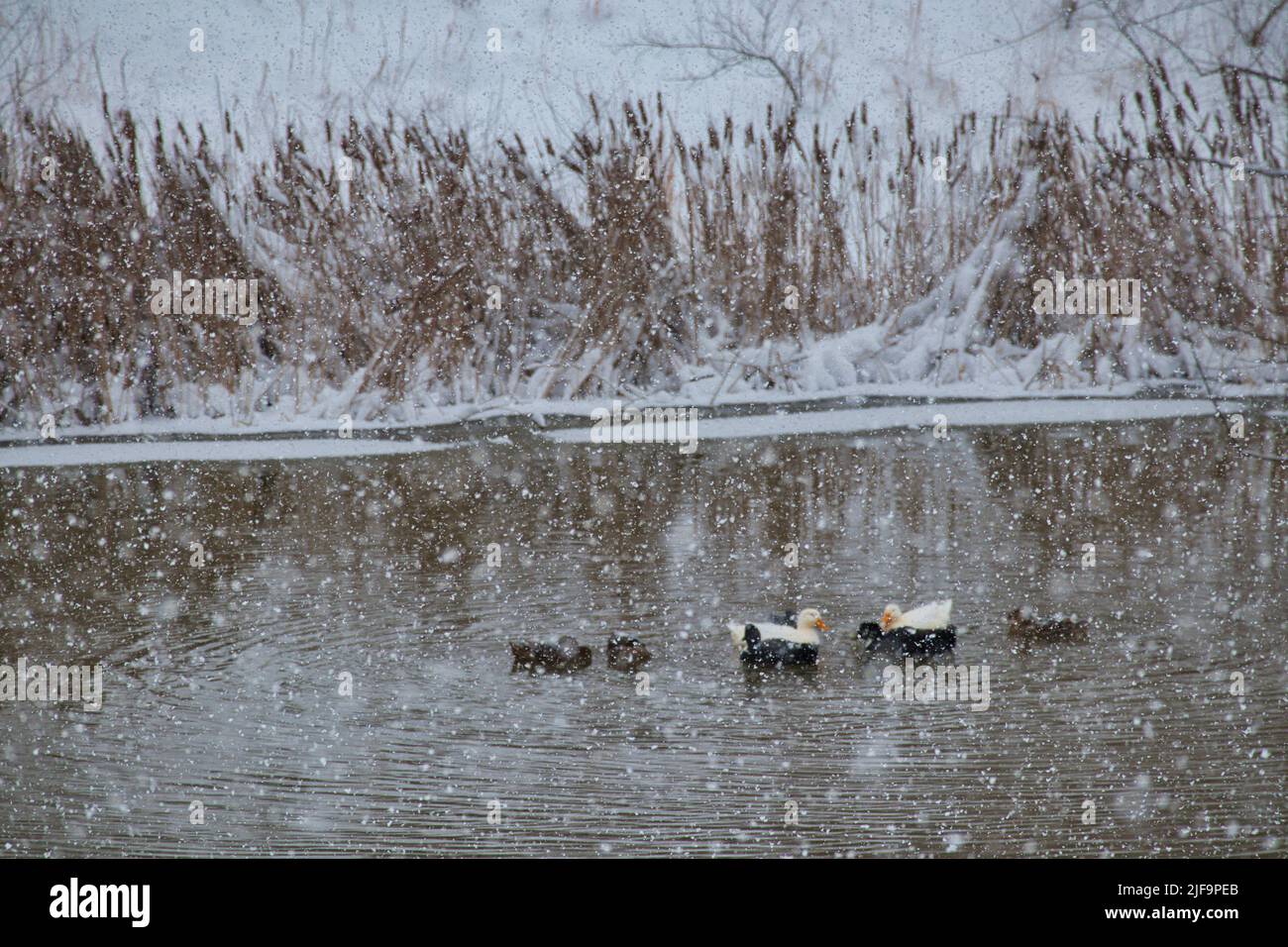 Little ducks swimming in a lake on winter with snowy grass around Stock ...