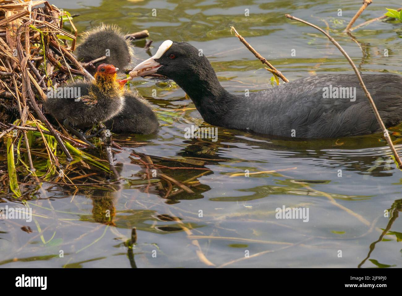 Coots, Coot, chicks, water birds, rail family, Rallidae, genus Fulica ...