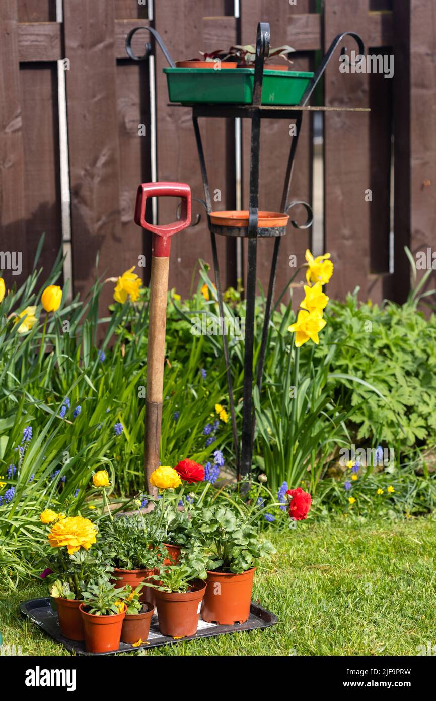 spring gardening. plants ready for garden planting Stock Photo - Alamy