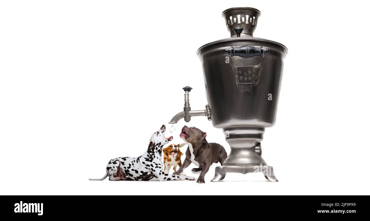 Creative collage with group of pedigree dogs drinking tea from samovar ...