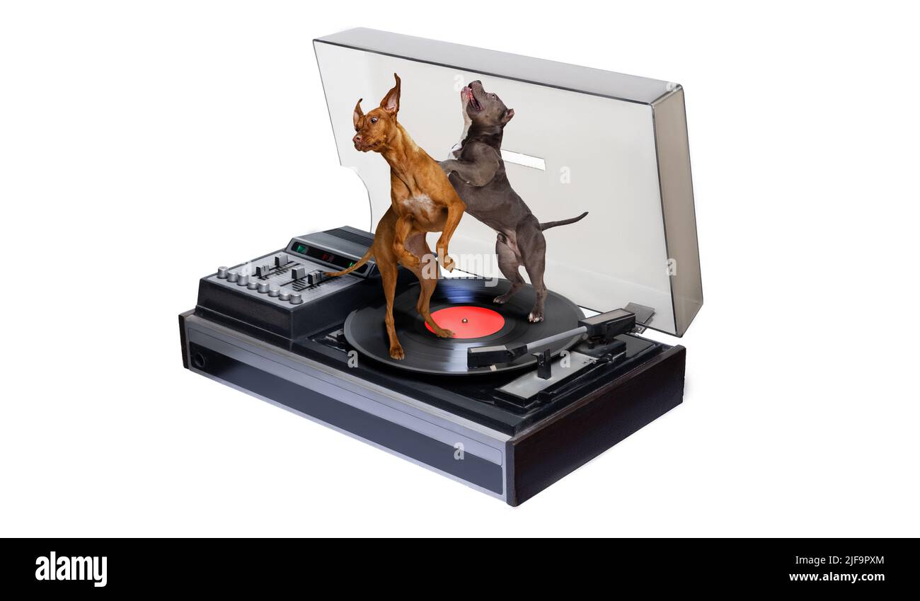Creative collage with beautiful pedigree dogs dancing on vinyl record ...