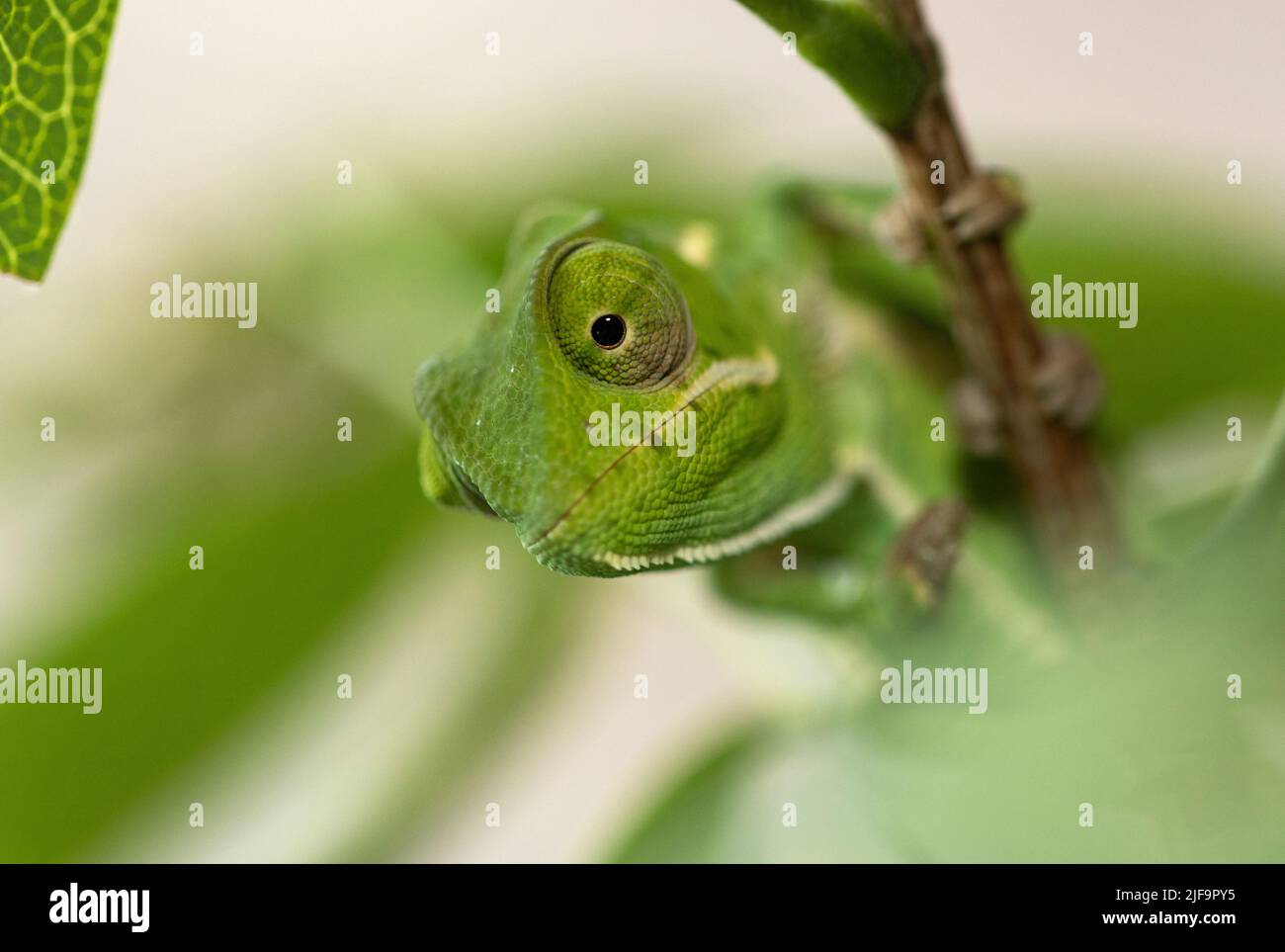 The unique eye structure of the Chameleon can be seen, A turret eye ...