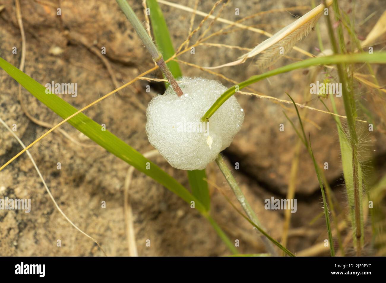 The excess moisture that the Spittle Bug excretes makes a protective ...