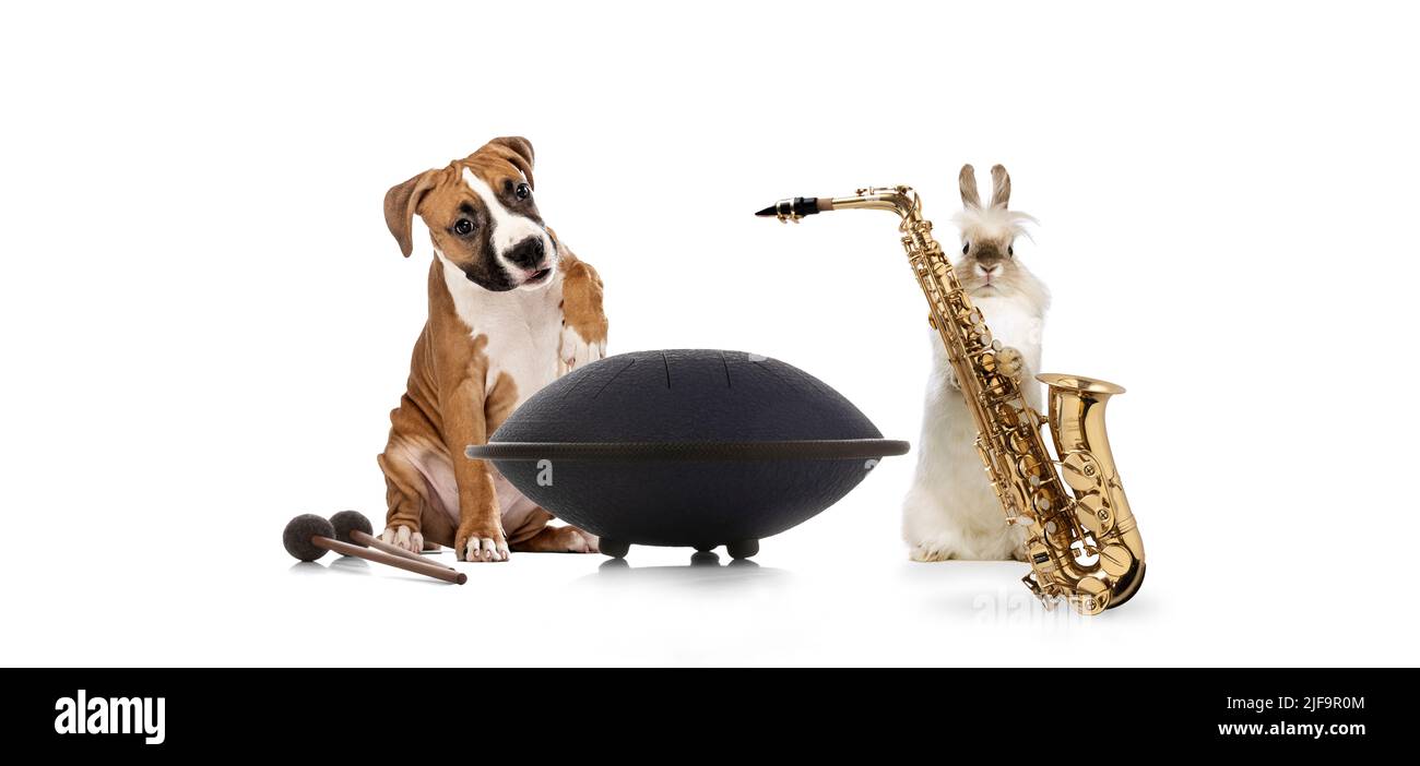 Creative collage with dog and rabbit playing music instruments together ...