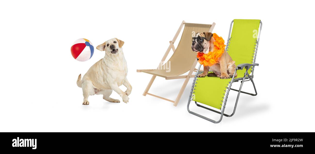 Creative collage. Two dogs having fun on summer vacation, resting ...