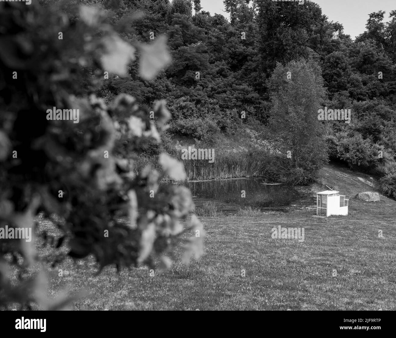 A grayscale shot of a small pond with trees in the back white chicken ...