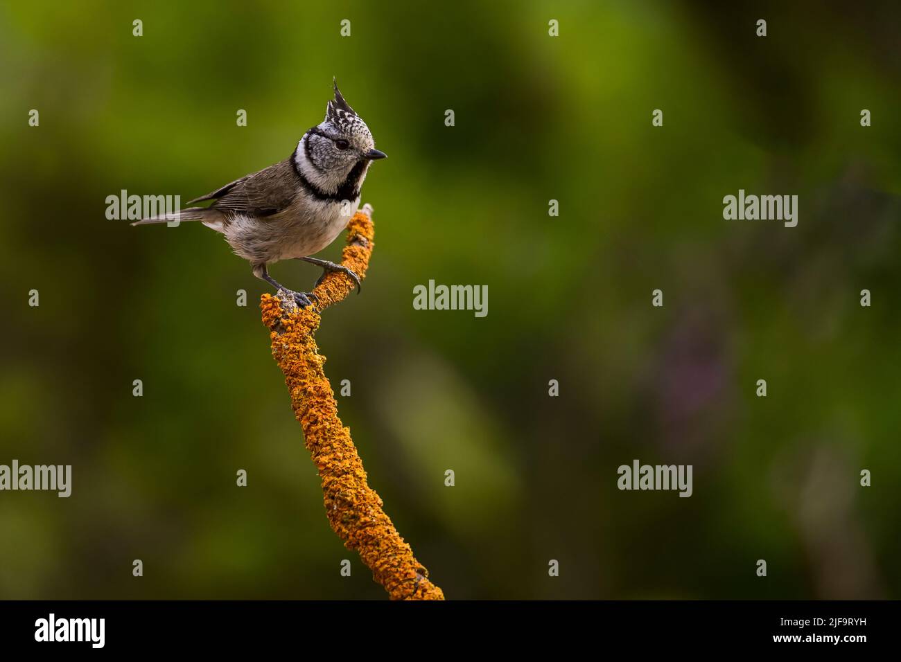 Lophophanes cristatus - The blue tit is a species of passerine bird in ...